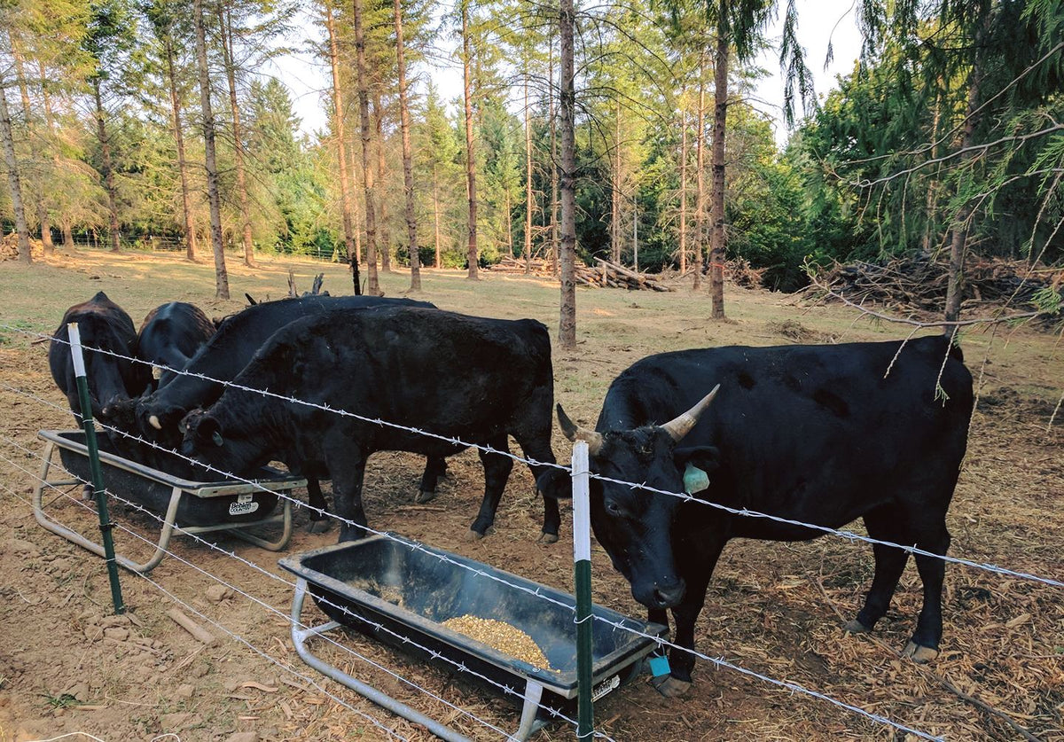 WHAT MAKES MHC'S WAGYU BEEF *BEYOND PRIME BEEF! – Mason Hill Cattle